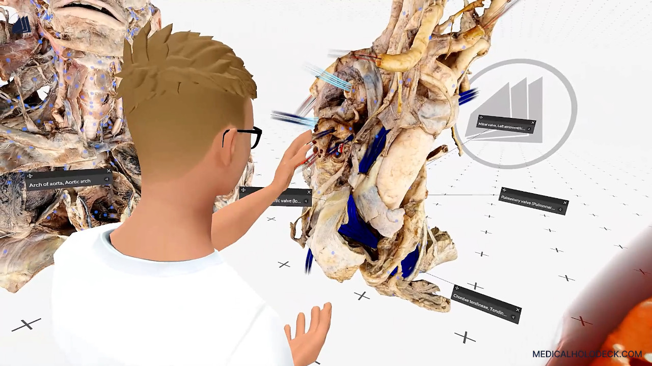 The heart valves | Medicalholodeck Store